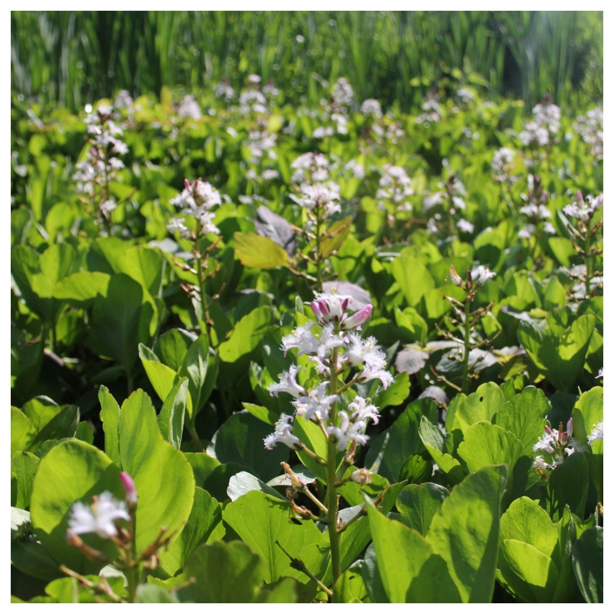 Menyanthes trifoliata | Bog bean| Marginal Aquatic Pond Plant