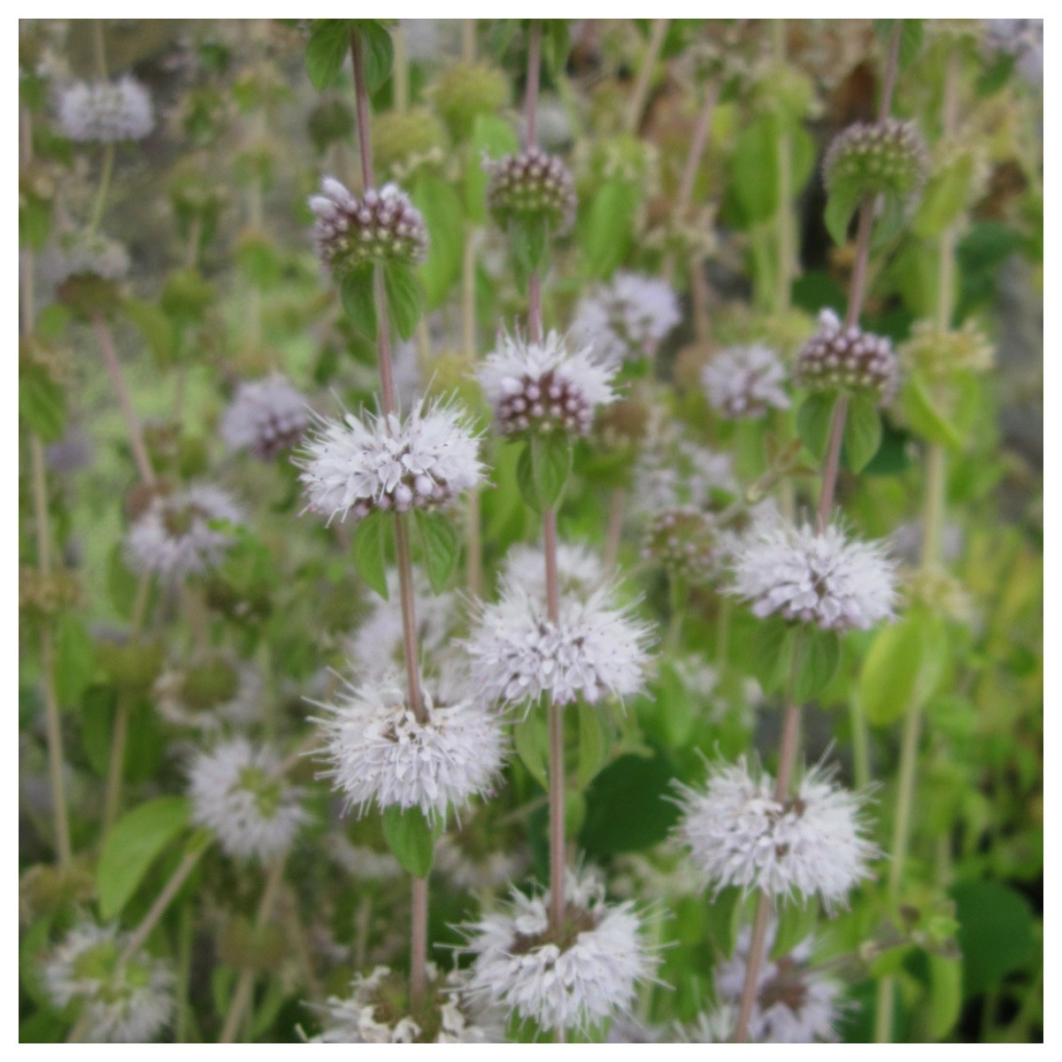 Mentha pulegium | Pennyroyal Pudding grass | Marginal Aquatic Pond Plant