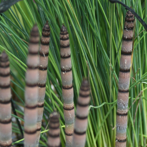 Equisetum hyemale | Dutch rush | Marginal Aquatic Pond Plant