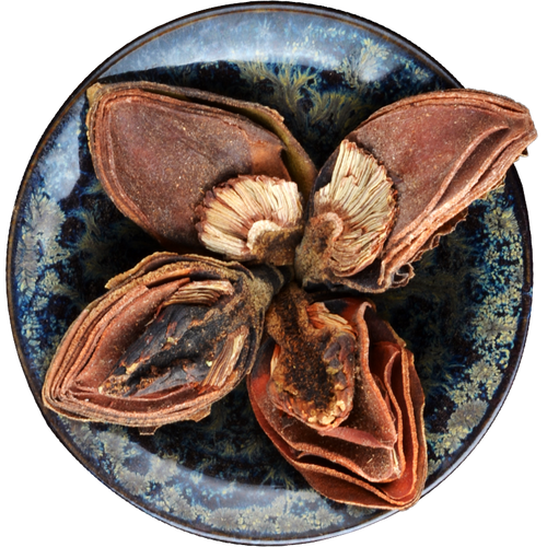 Hou Po Hua Houpo Magnolia Flowers - Herb Land