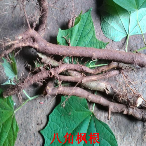 Ba Jiao Feng Gen Chinese Alangium Roots - Herb Land