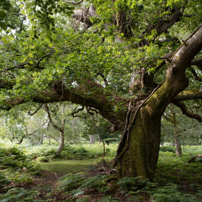 Pin Oak Trees For Sale Online | Tree Nursery Co