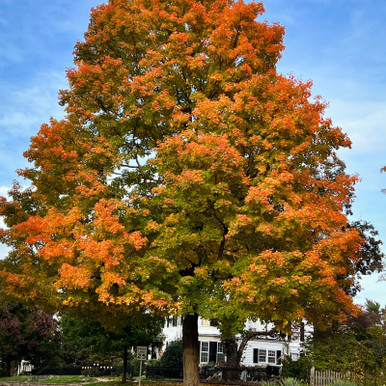 Pin Oak Trees For Sale Online | Tree Nursery Co