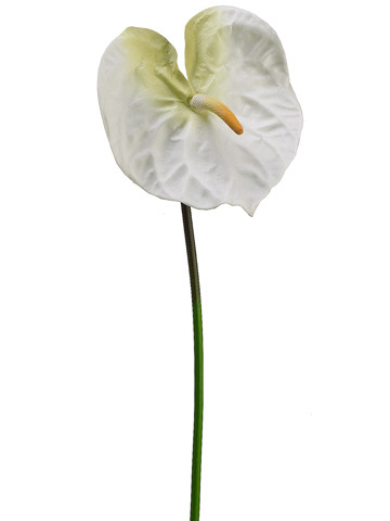 27" Lg Anthurium Spr Cream Wht