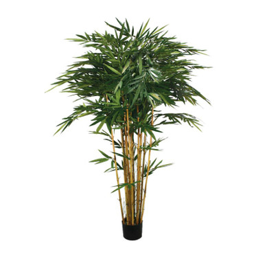 Oriental Bamboo Tree PTD 6ft