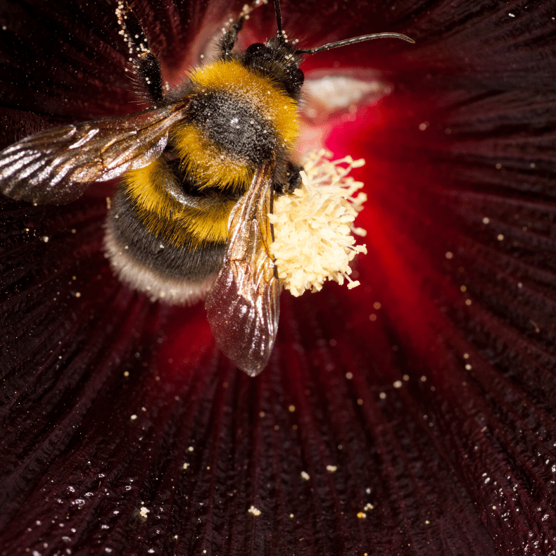 Bee Aware – Fun Coffee Facts - Sky Mountain Coffee