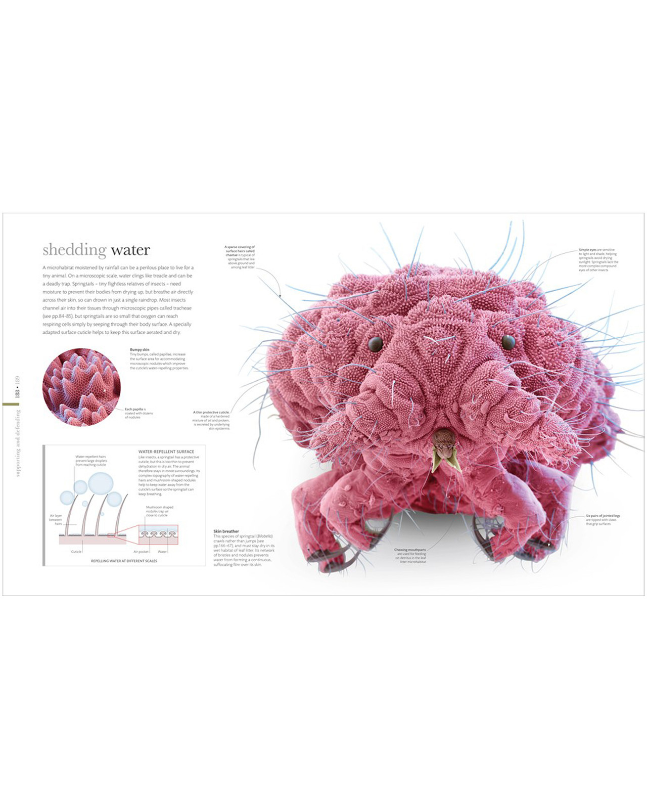 Micro Life: Miracles of the Miniature World Revealed