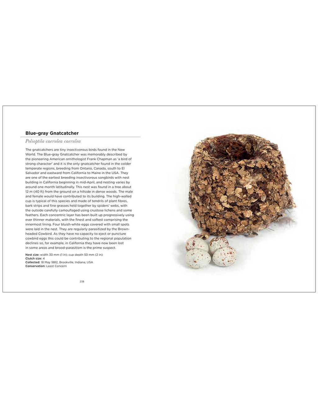 Smithsonian Handbook of Interesting Bird Nests and Eggs | Shop ...