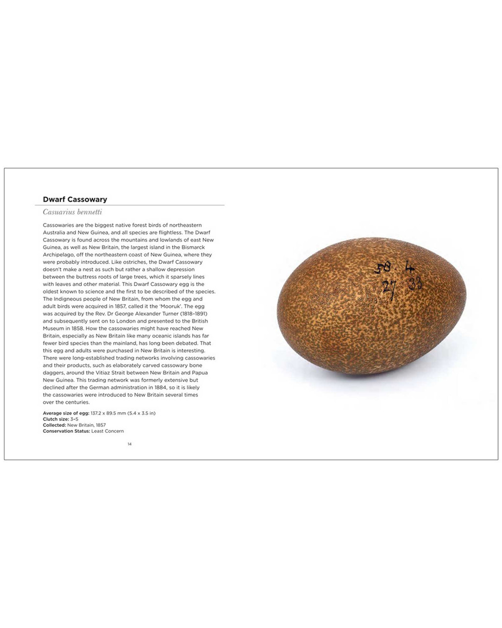 Smithsonian Handbook of Interesting Bird Nests and Eggs | Shop ...