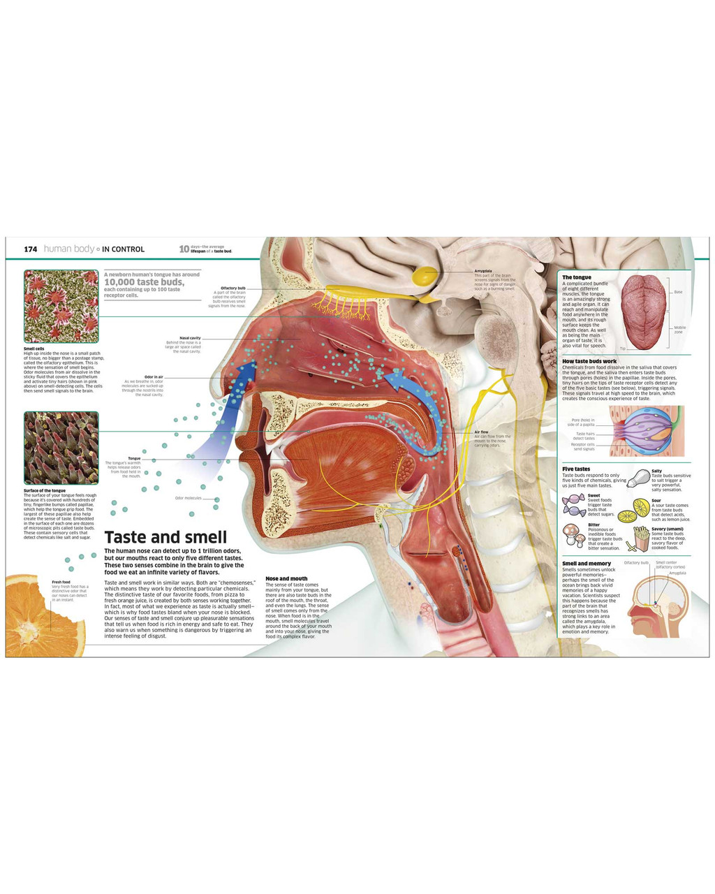 Knowledge Encyclopedia | Shop Smithsonian Store