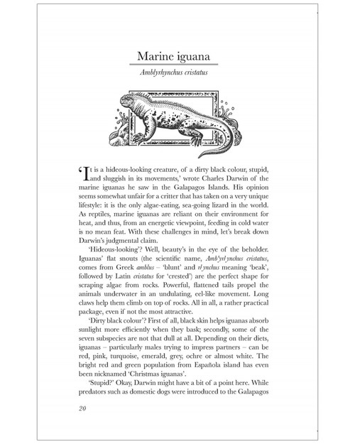 The Modern Bestiary | Shop Smithsonian Store