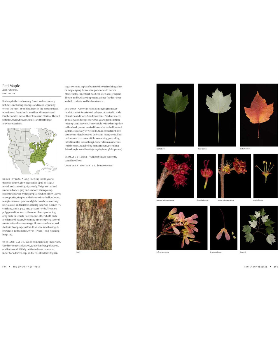 Smithsonian Trees of North America | Shop Smithsonian Store