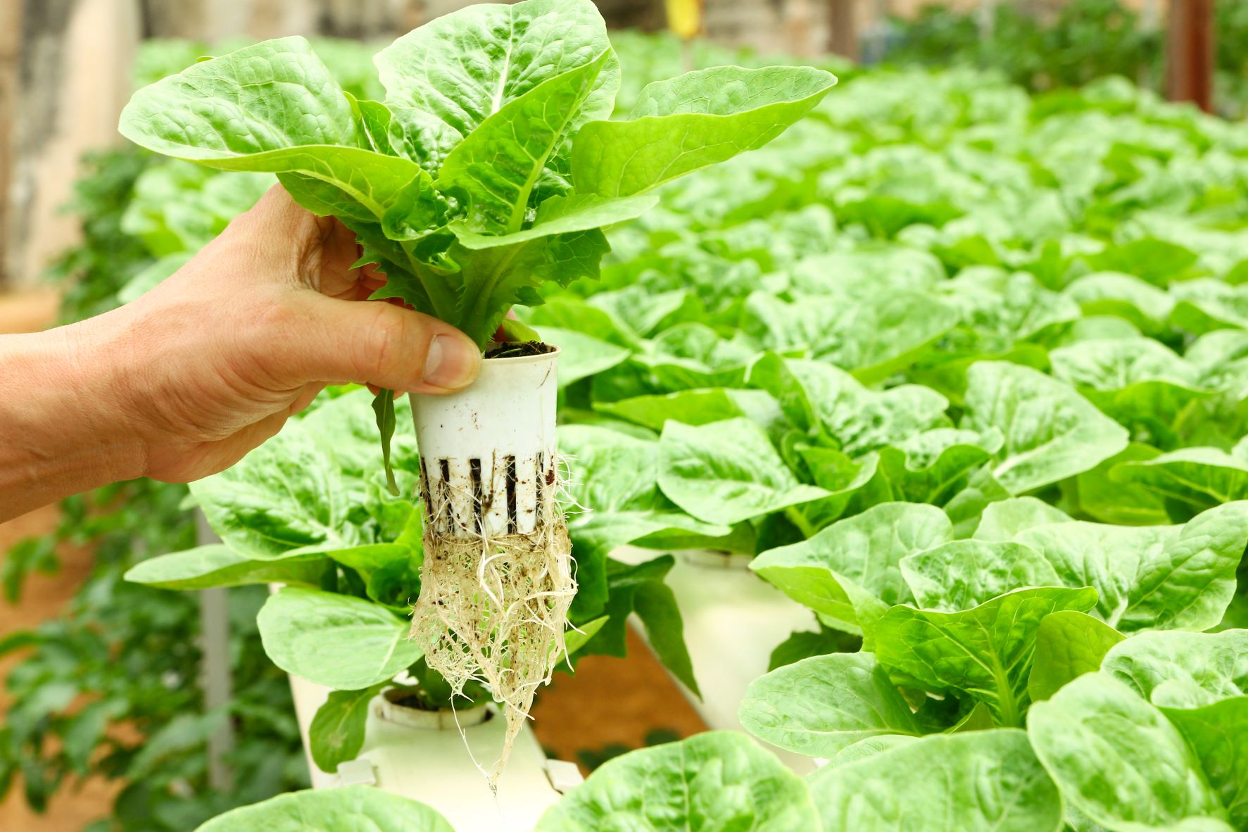Why Water Quality Is Essential For Hydroponics - Dealzer Hydroponics