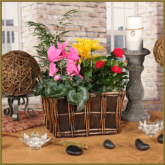 Valencia Blooming Garden - Oberer’s Flowers