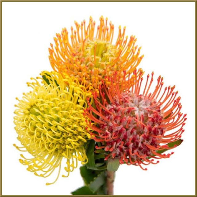 Add Three Pincushion Protea - Oberer’s Flowers