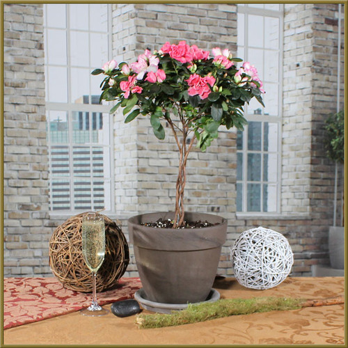 Azalea Tree - Valentine's Day - Oberer’s Flowers