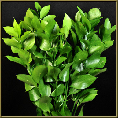 Ruscus - Israeli - Oberer’s Flowers