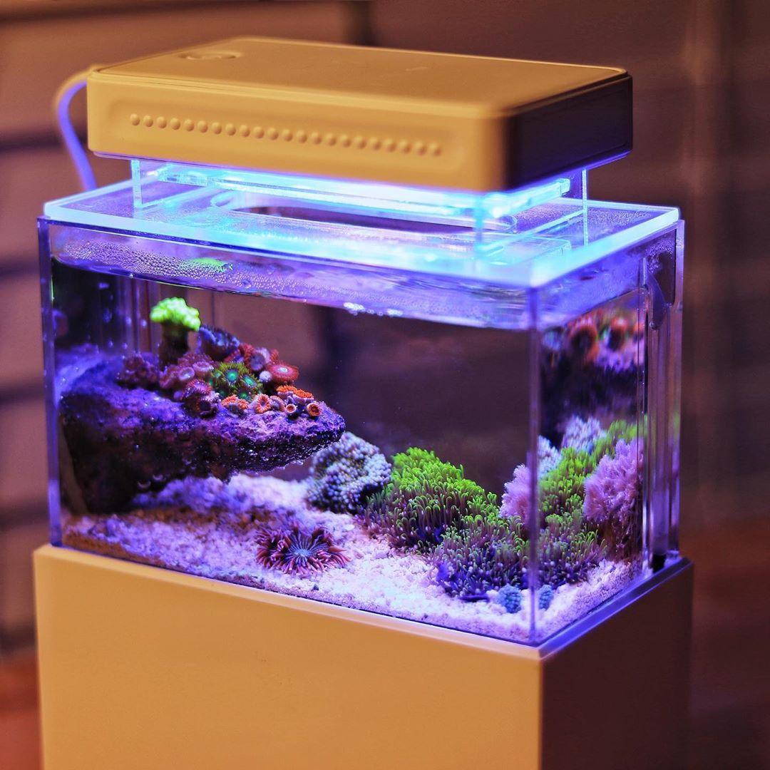 Mini Complete Tank - the Original viral World's Smallest All-in-One ...