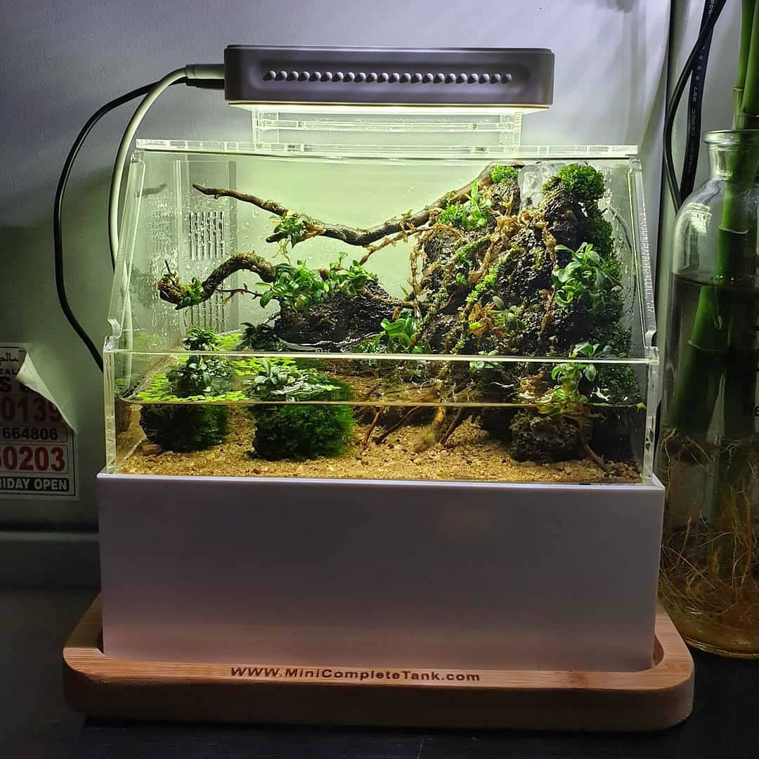 Mini Complete Paludarium Tank - Mini Complete Tank - the viral World's ...