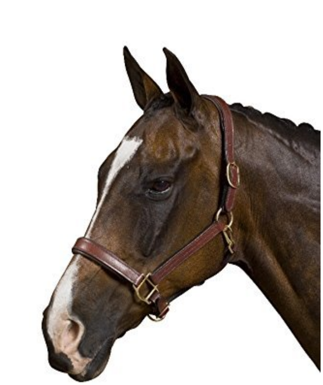 Deluxe Equine Plate (Horse Halter) | Brass ID Tag | Warner Pet Products
