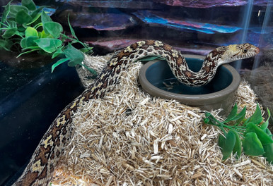 Gopher Snake