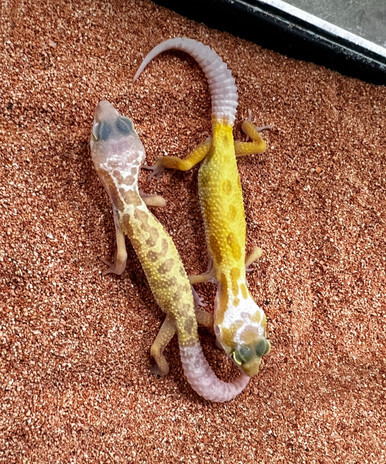 Albino Leucistic Leopard Gecko