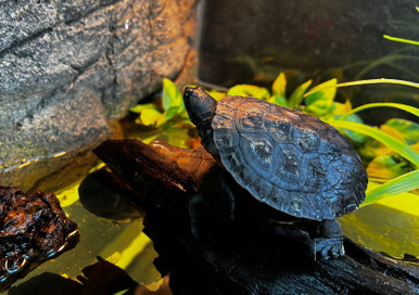 Geoffroys Side-Necked Turtle