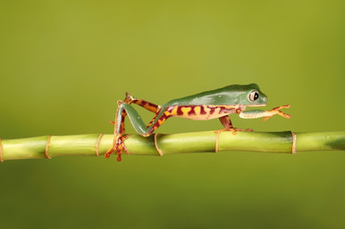 Tiger Leg Monkey Tree Frog