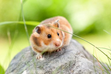 Syrian Hamster (Golden Hamster)