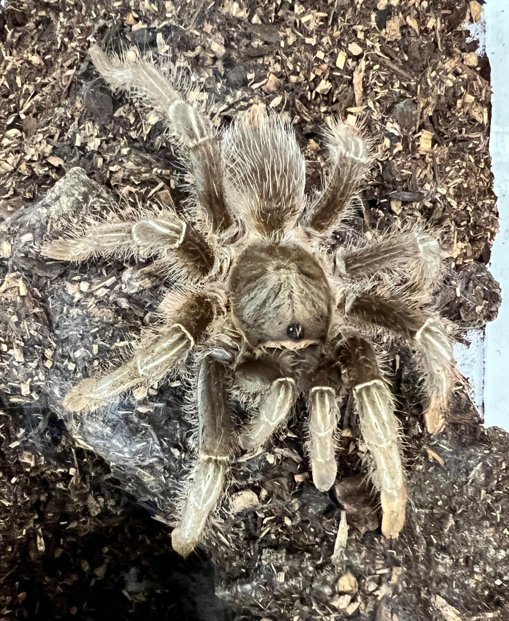 Stripe Knee Tarantula