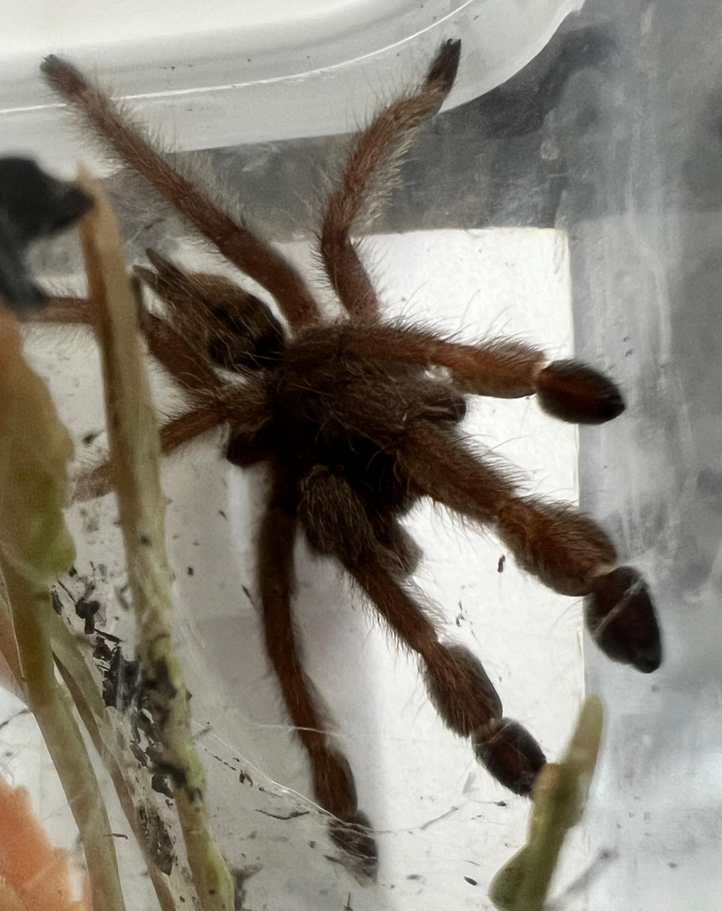Trinidad Chevron Tarantula