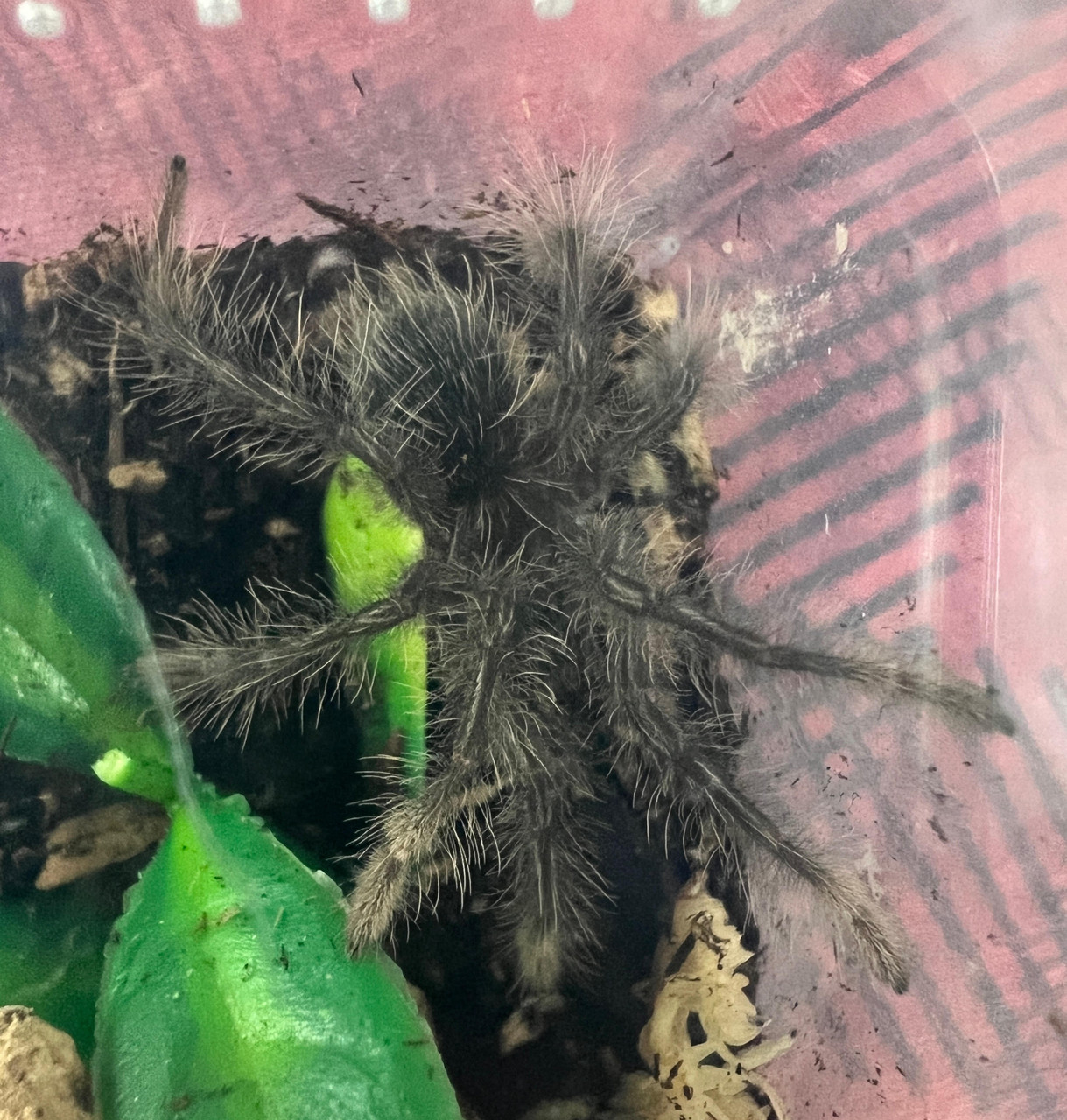 Burgundy Goliath Birdeater Tarantula