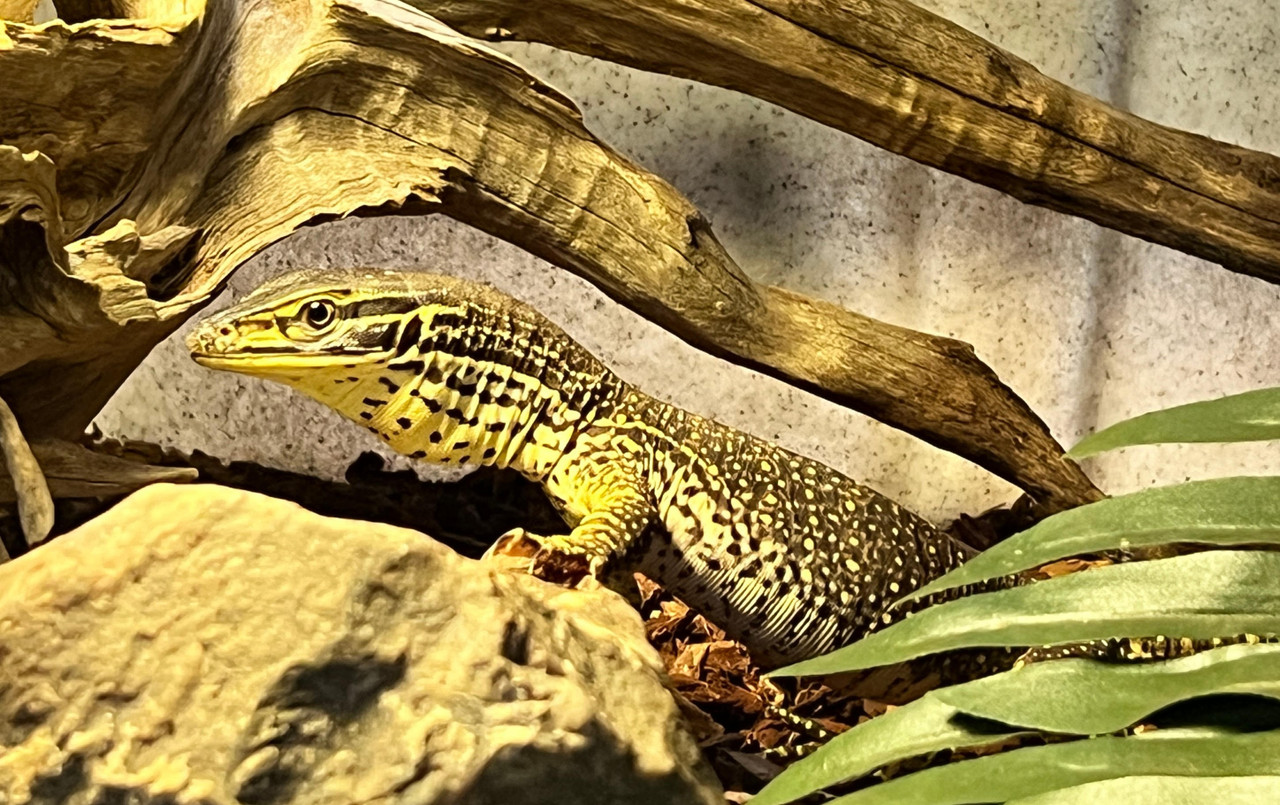 Argus Monitor