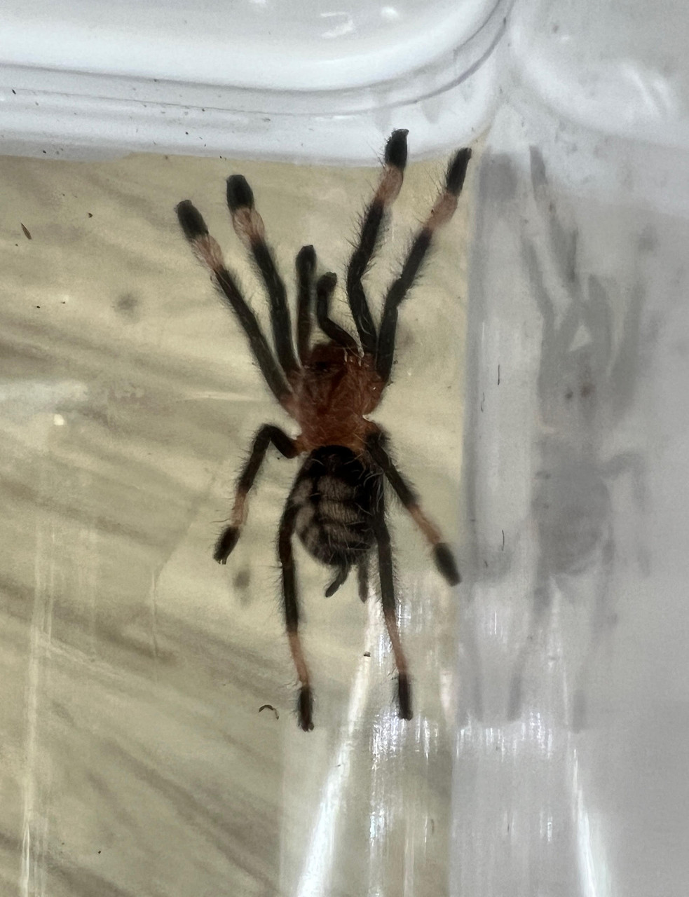Venezuelan Suntiger Tarantula