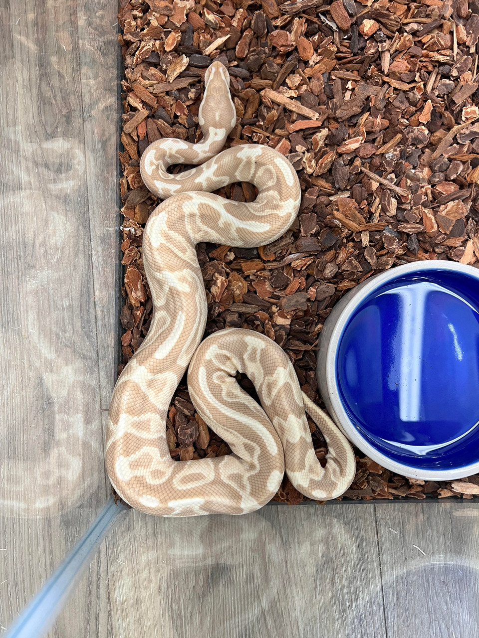 GHI Banana Leopard Ball Python