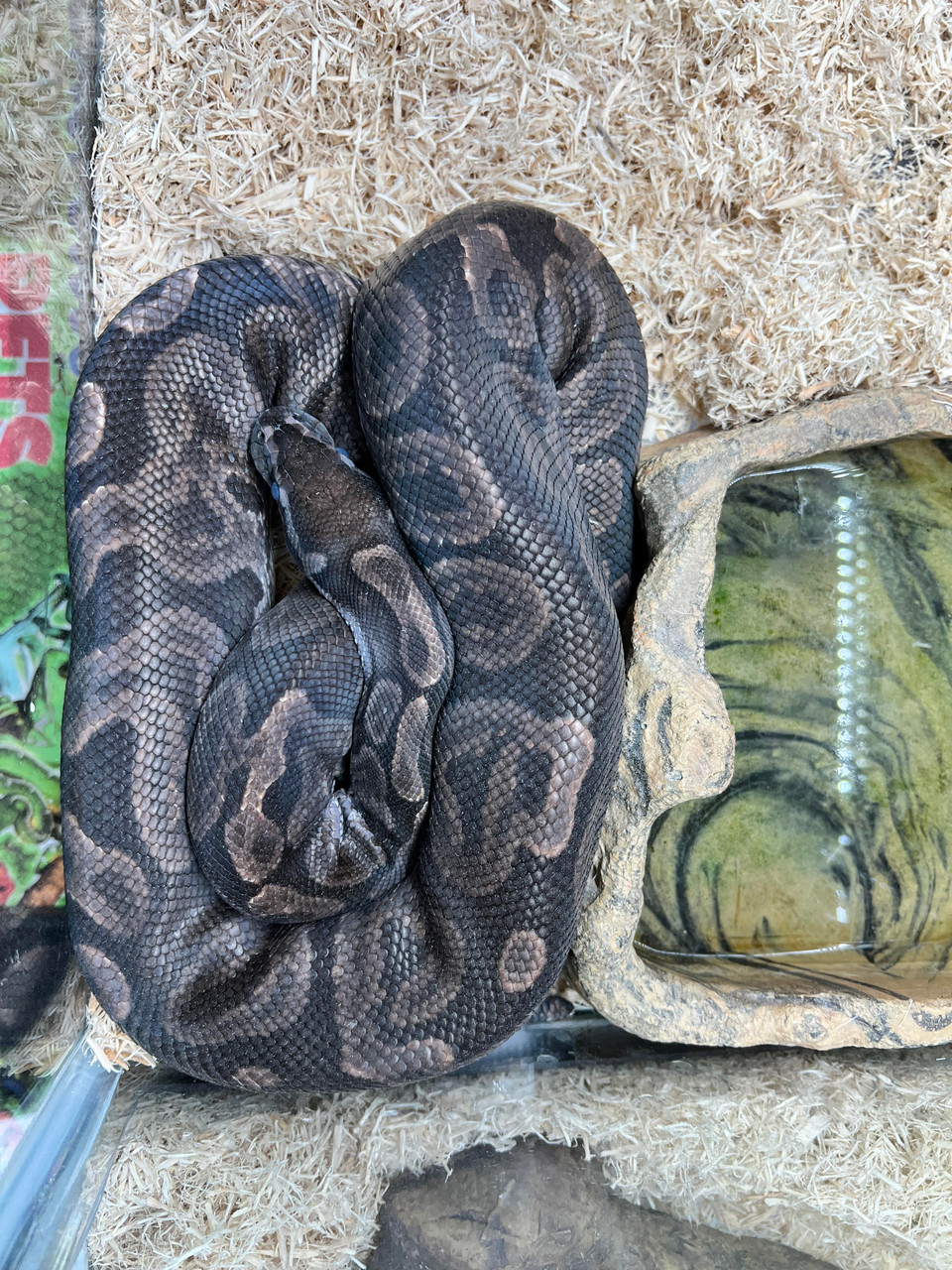 GHI Het Pied Ball Python