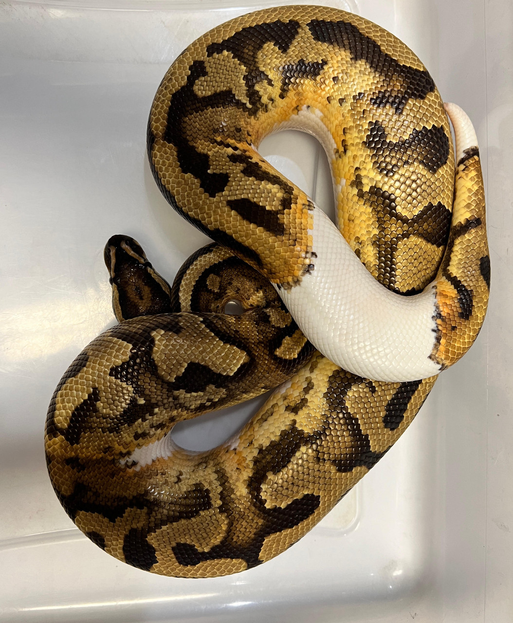 Orange Dream Pied Ball Python