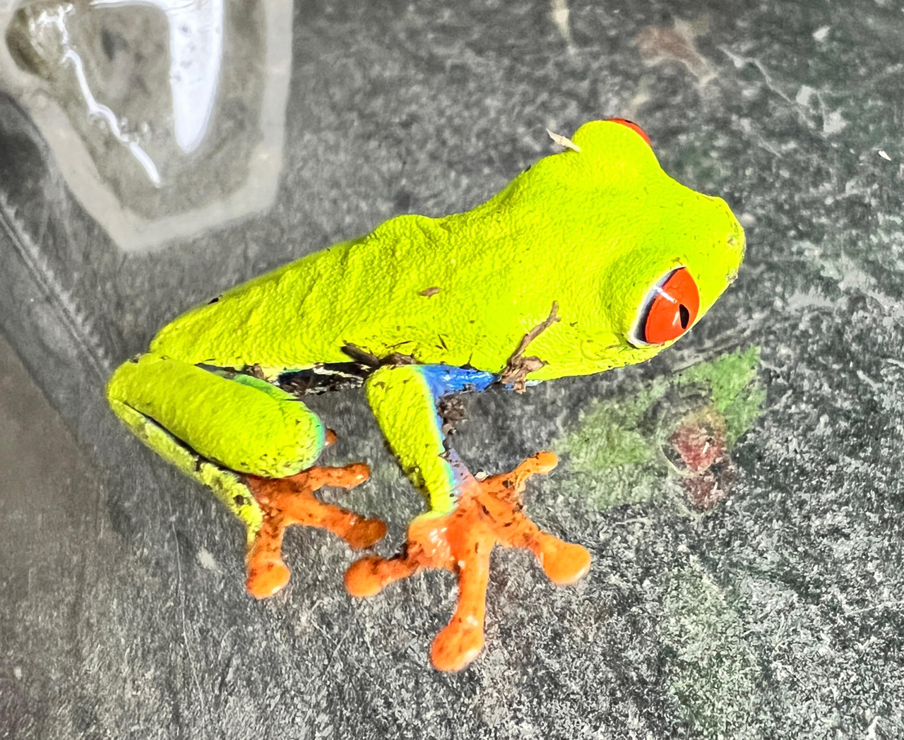 Red Eye Tree Frog