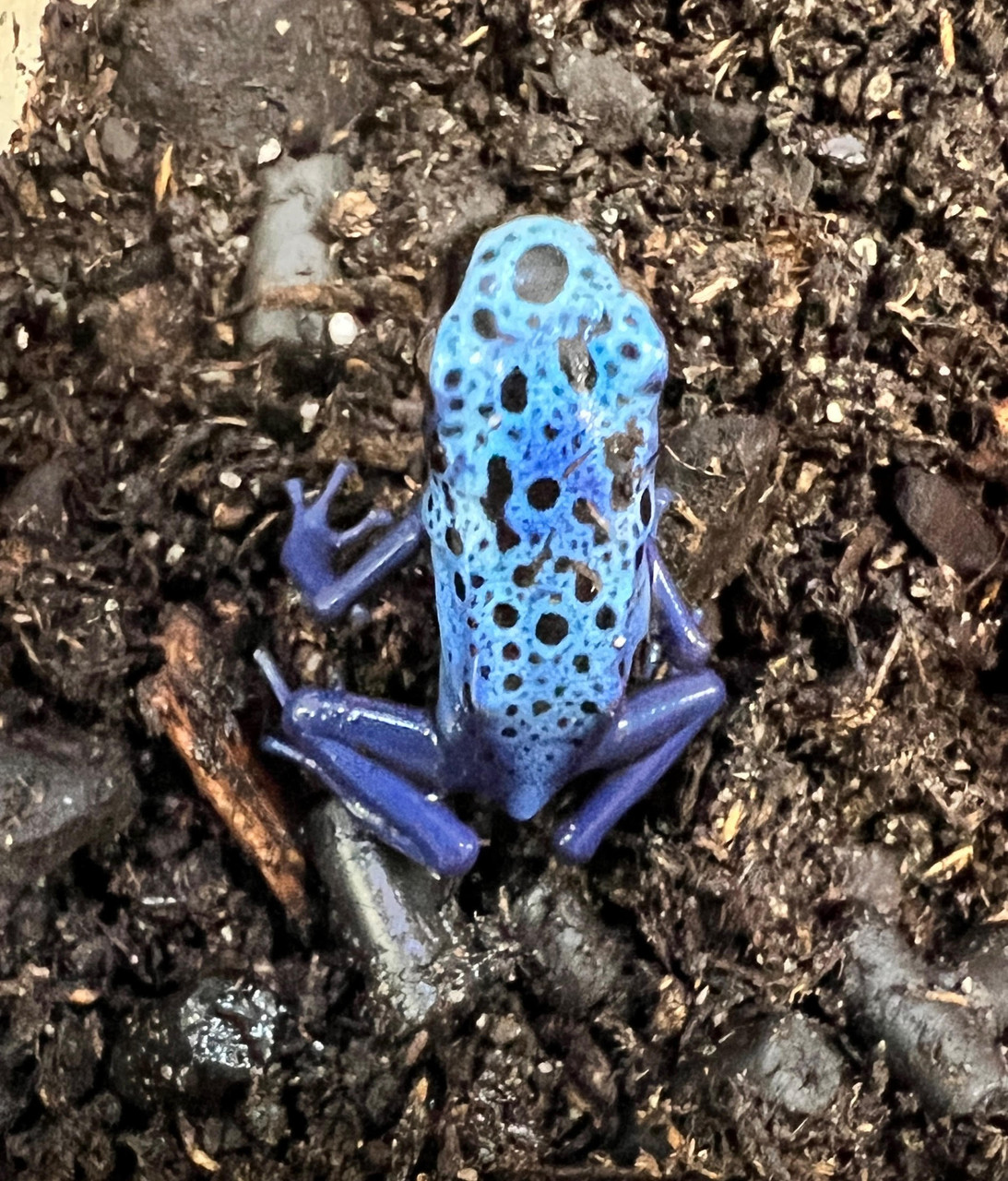 Blue Azureus Dart Frog