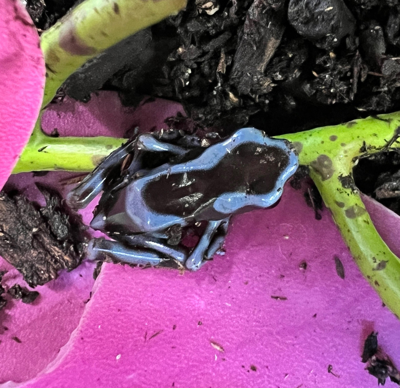 Blue & Black Auratus Dart Frog