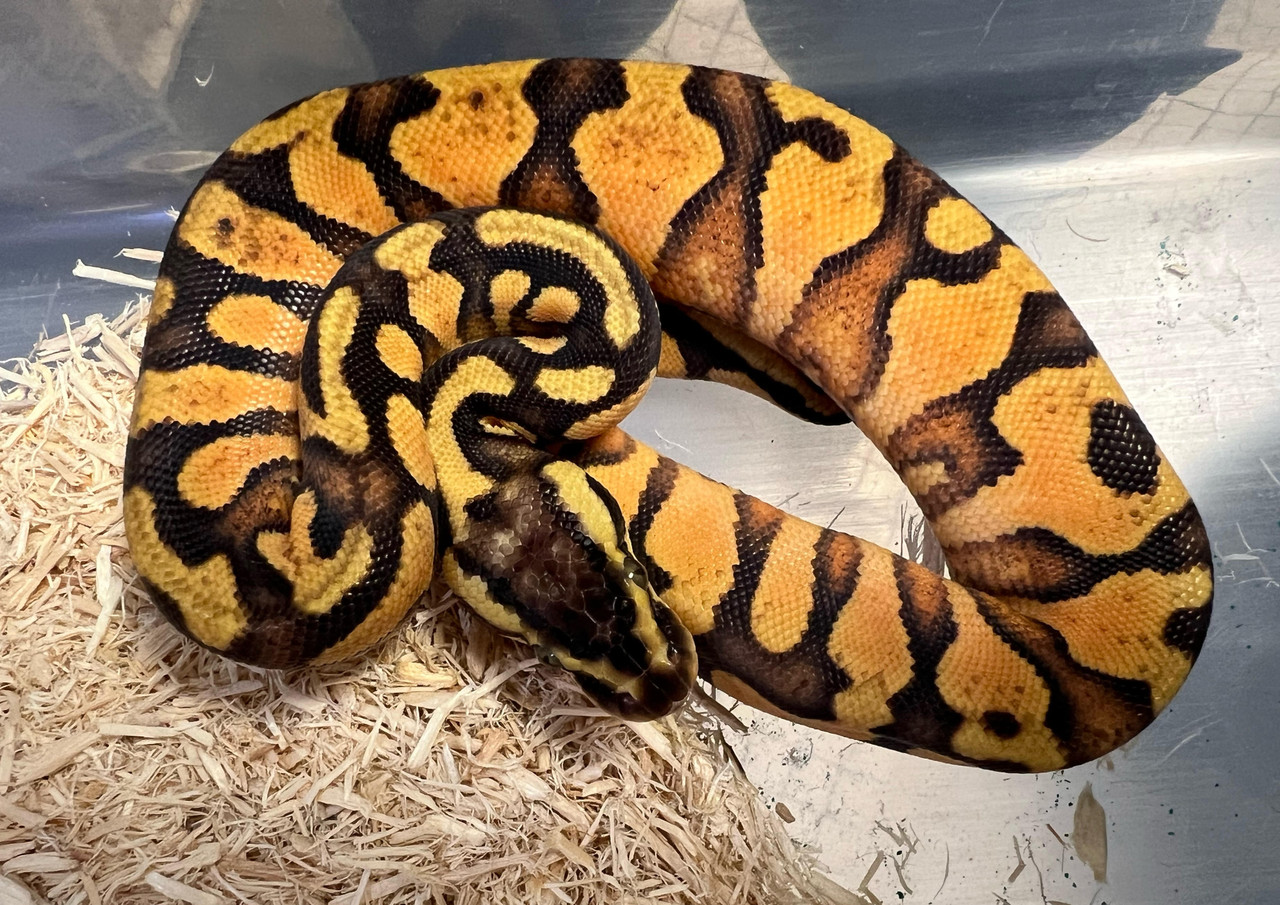 Pastel Enchi Yellow Belly/Asphalt Ball Python