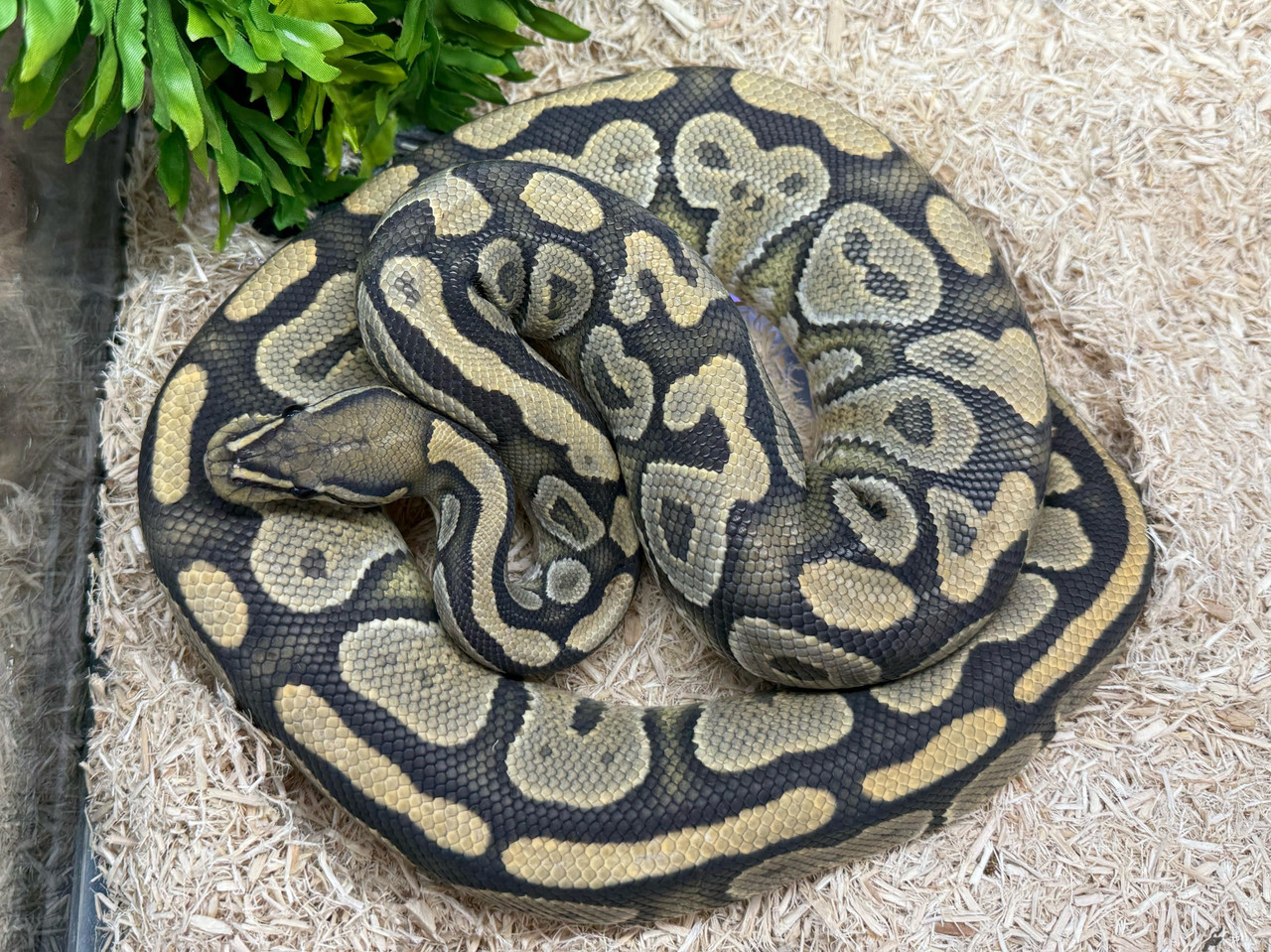 Ghost Ball Python