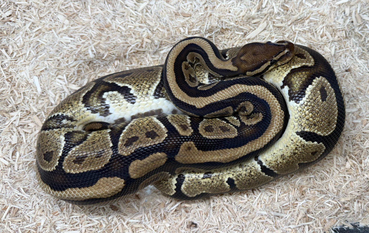 Spector Ball Python