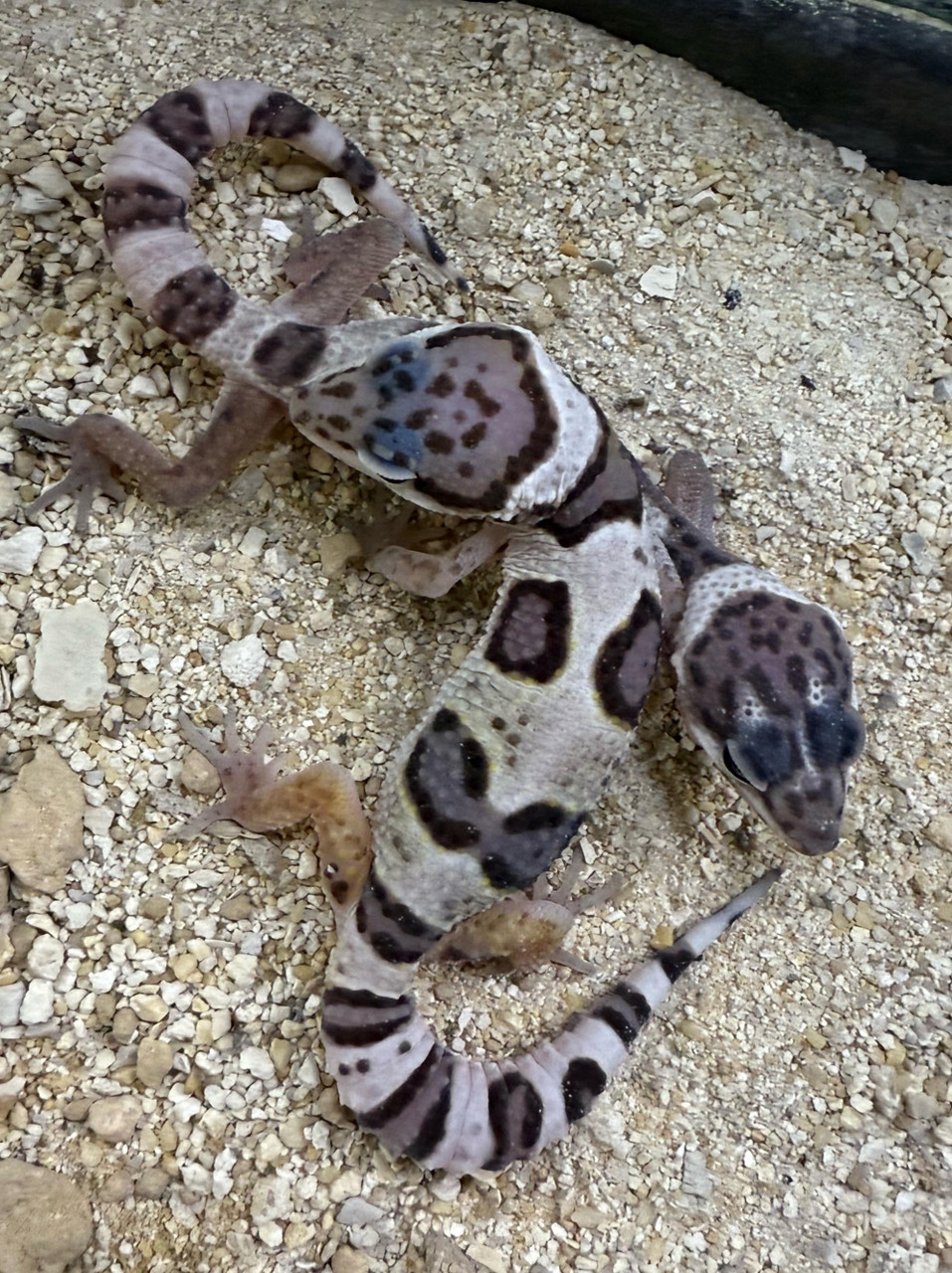 Snow Leopard Gecko