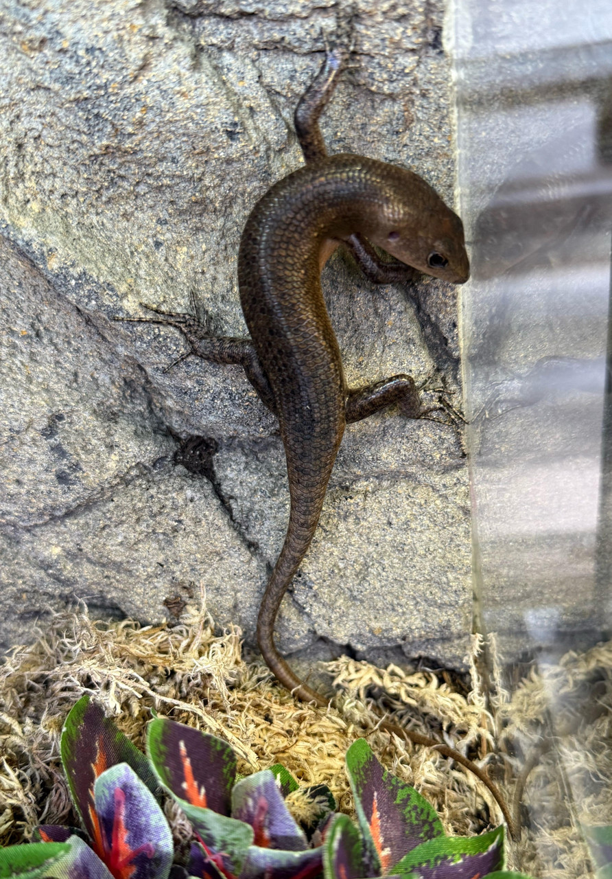 Black Tree Skink