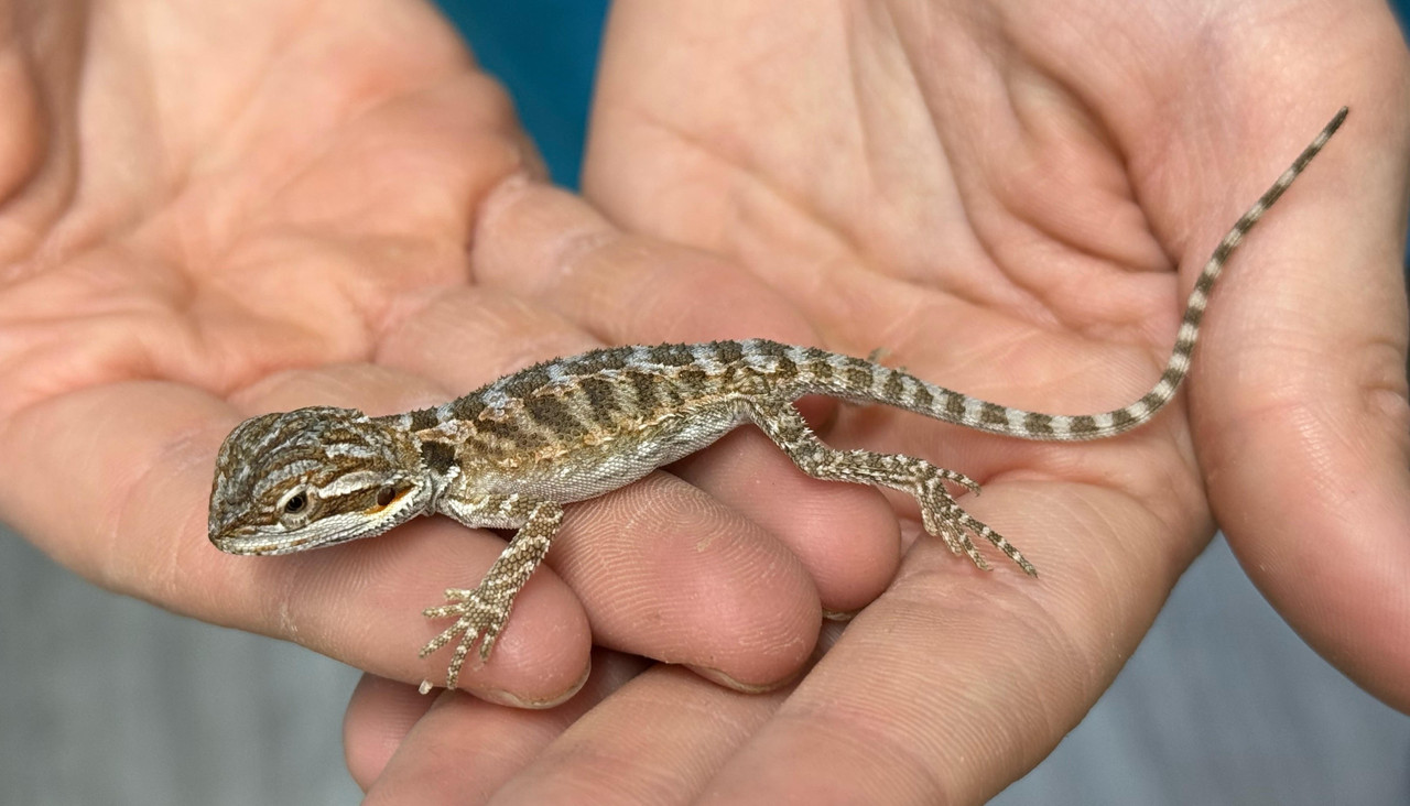 Fancy Bearded Dragon (Hatchling)