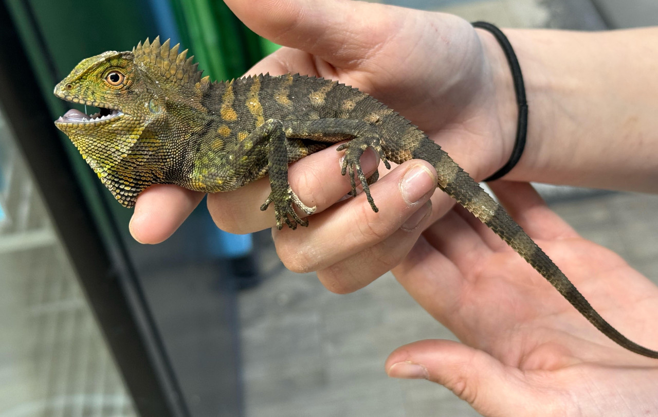 Blue Eyed Crested Dragon