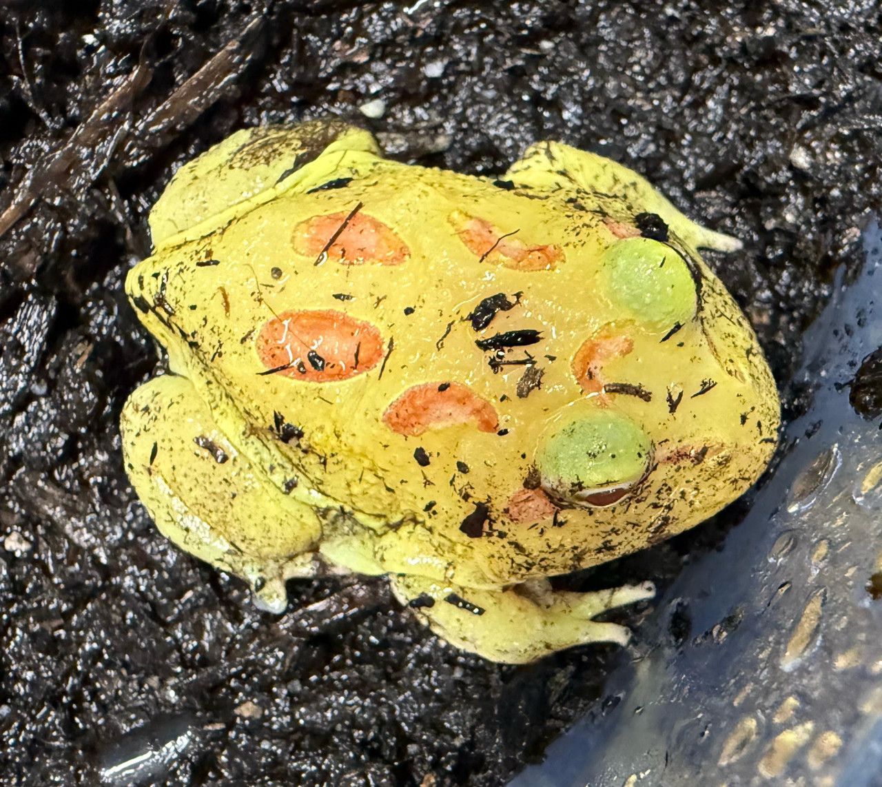 Lime Pacman Frog