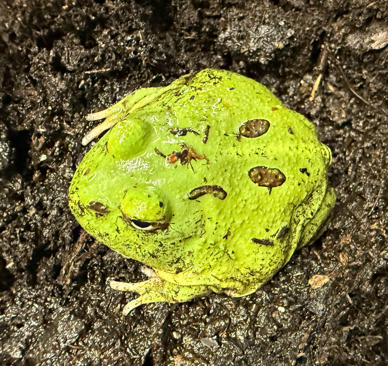 Matcha Pacman Frog