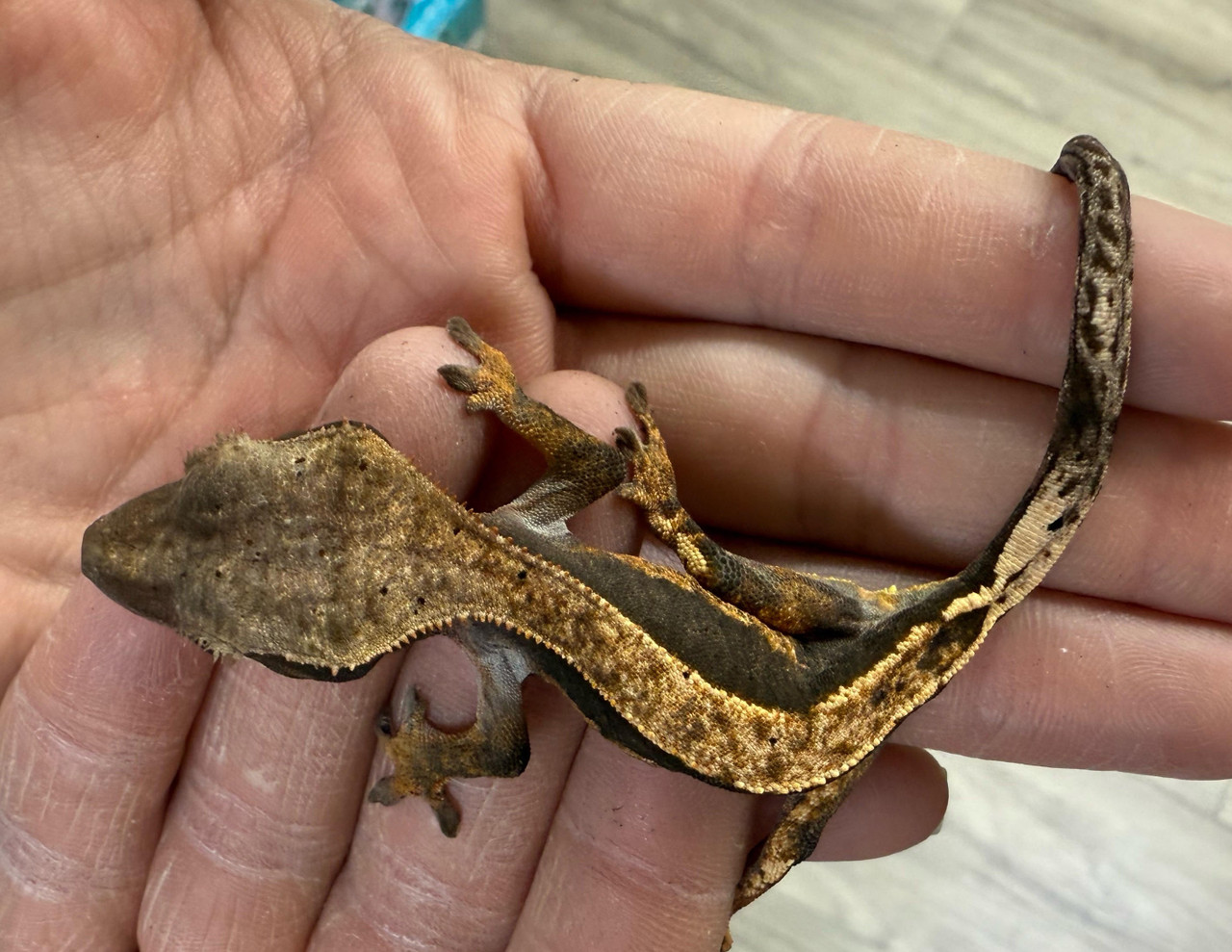 Harlequin Soft Scale Dalmatian Solid Black Crested Gecko